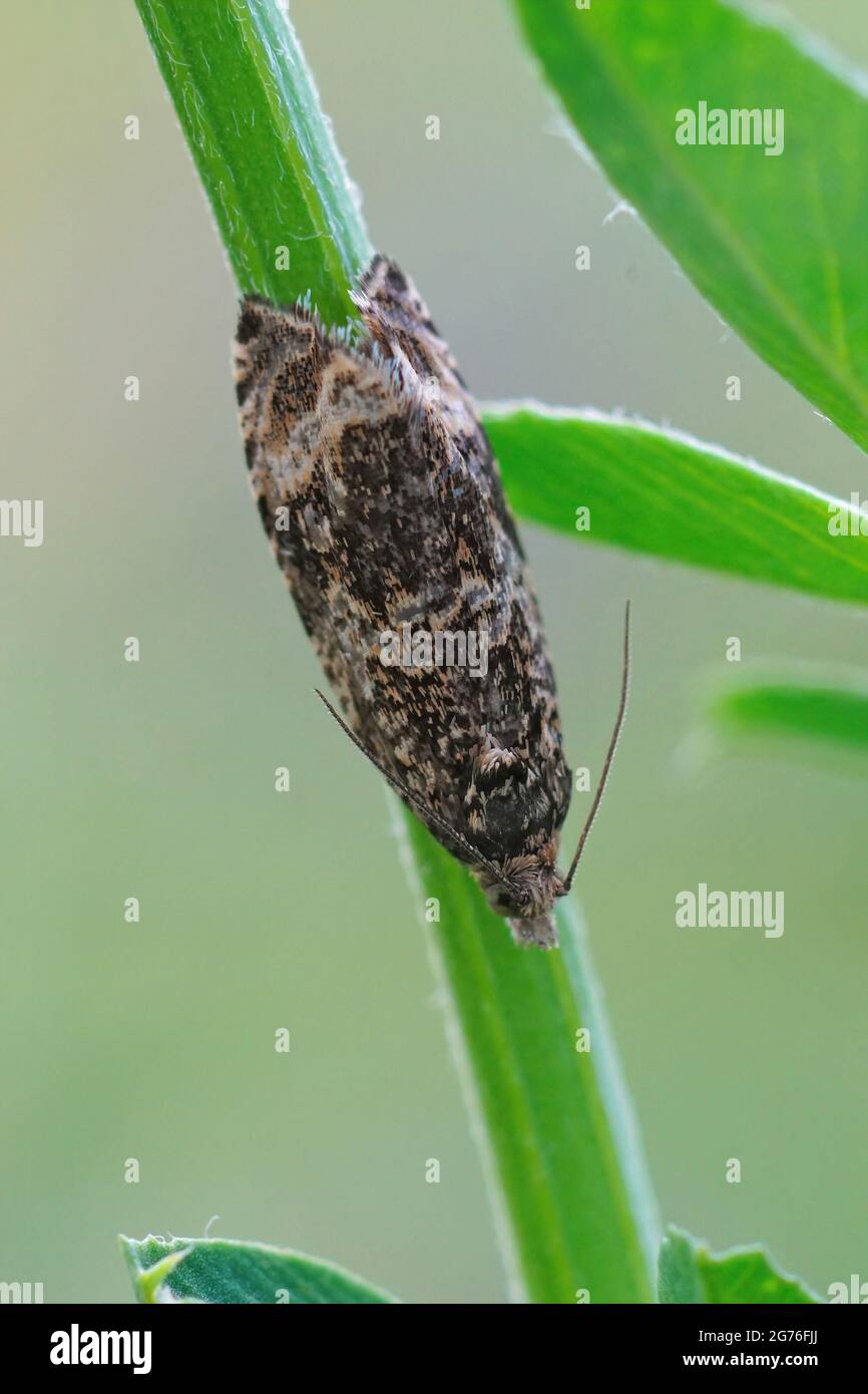 a close-up shot of a small tortrix moth hanging down from a grass blade ...