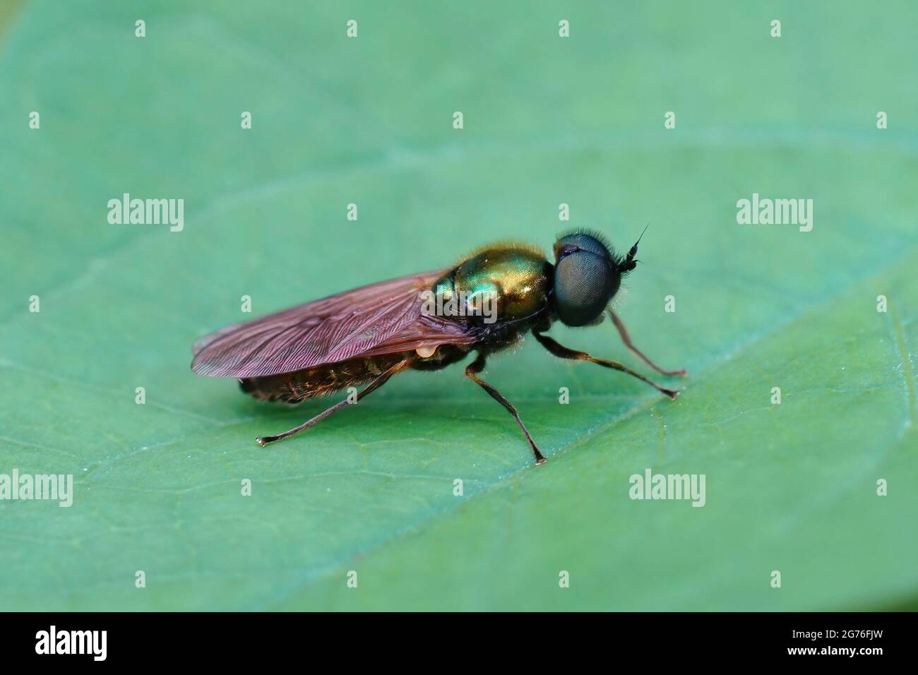 Broad centurion soldier fly chloromyia hi-res stock photography and ...