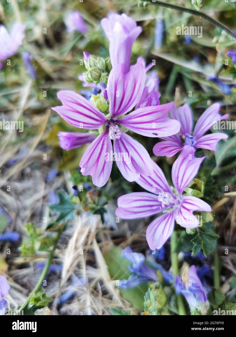 A closeup shot of purple high mallow flowers Stock Photo - Alamy