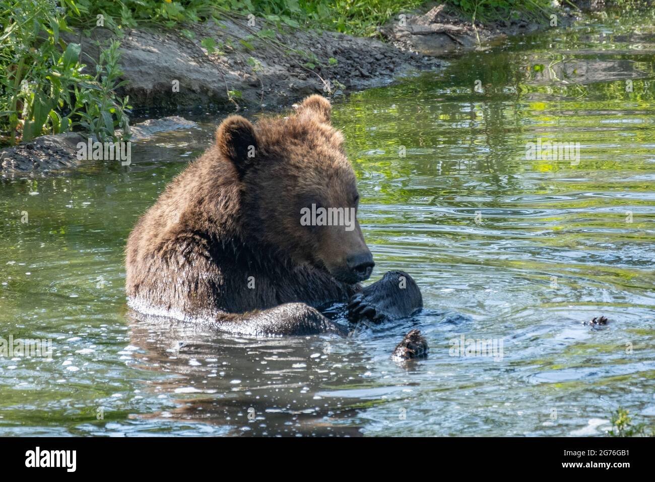East Siberian Brown Bear