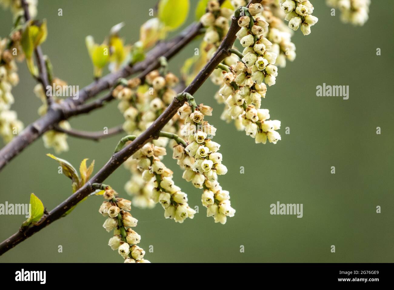 Litsea cubeba hi-res stock photography and images - Alamy
