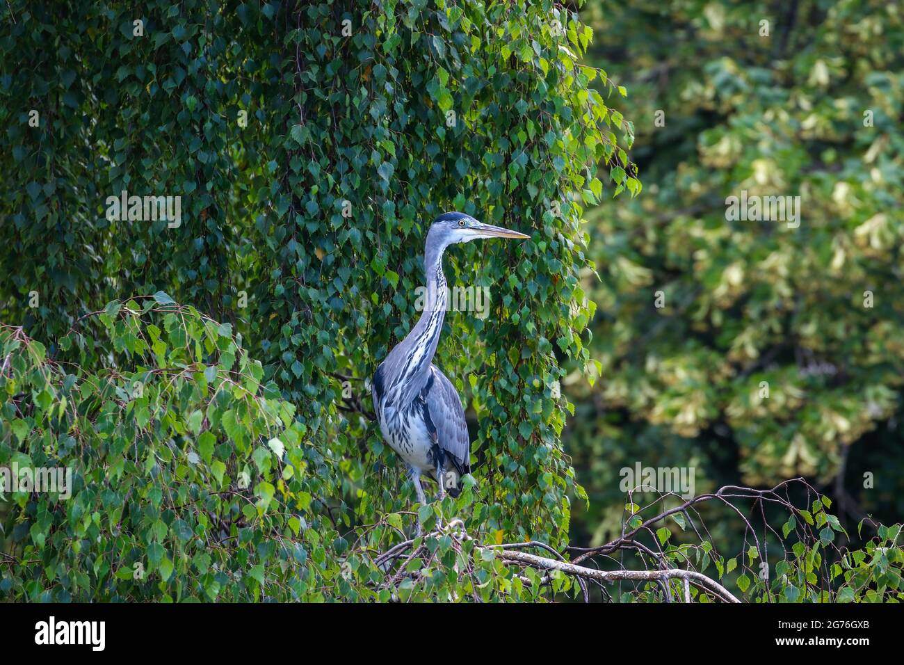 Neck stretched up hi-res stock photography and images - Alamy