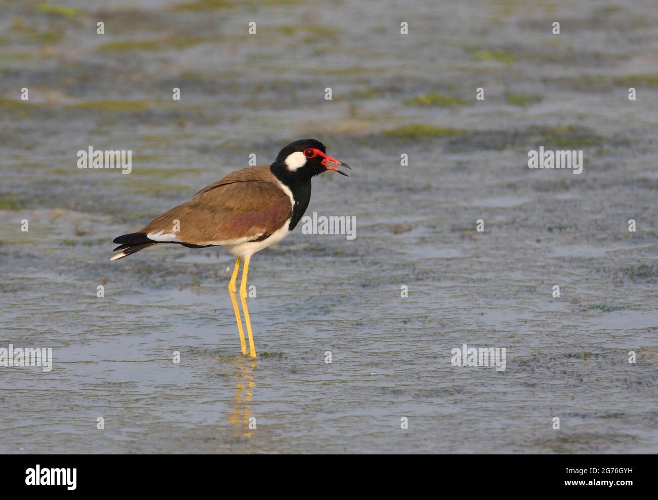 Red-wattled Lapwing (Vanellus indicus atronuchalis) adult standing in ...