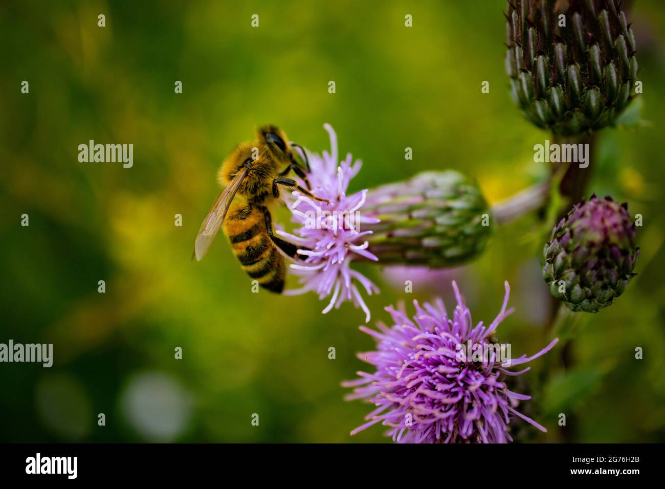 Bee observing a purple flower Stock Photo - Alamy