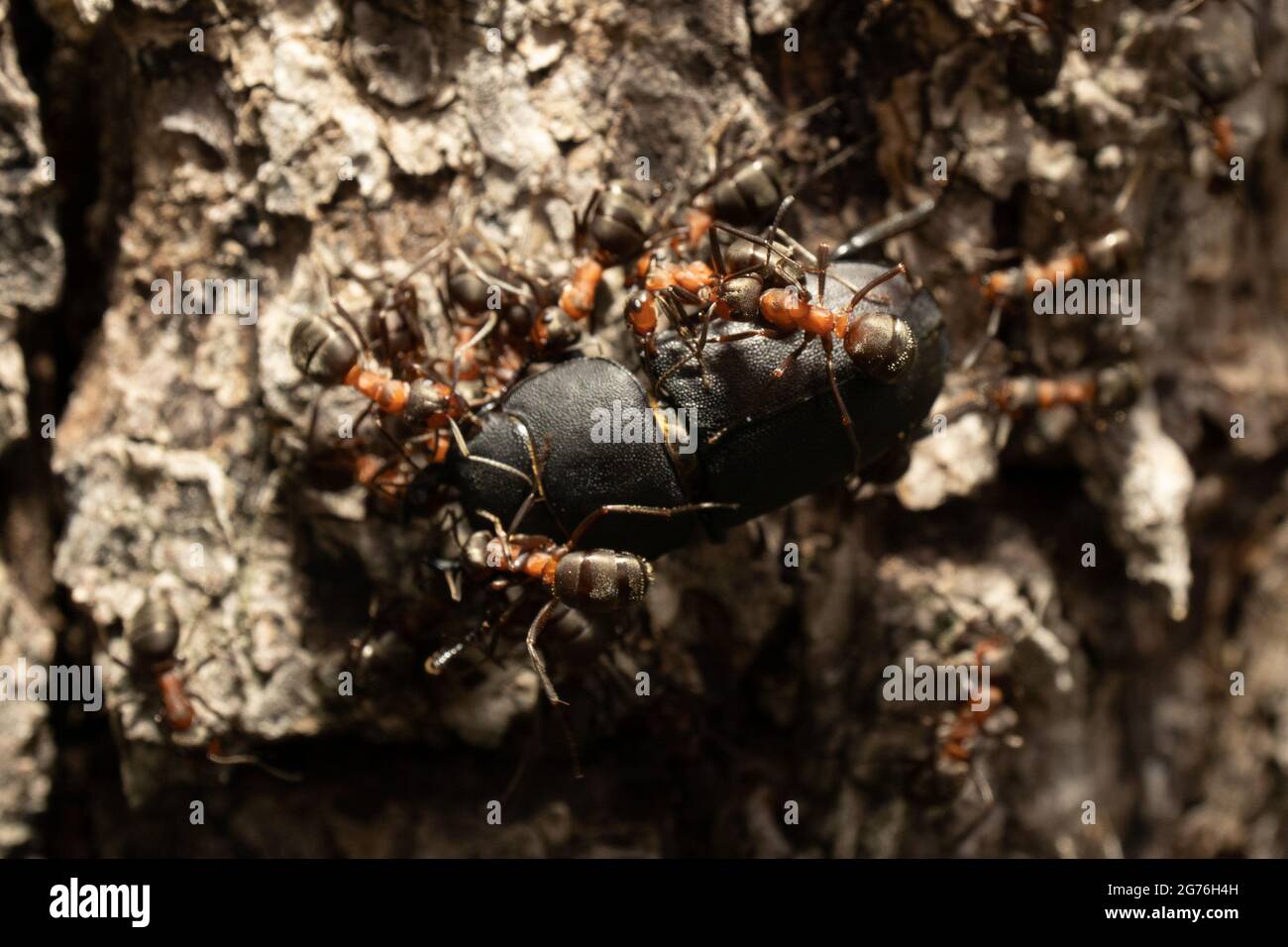 A Giant Ant Atacking People