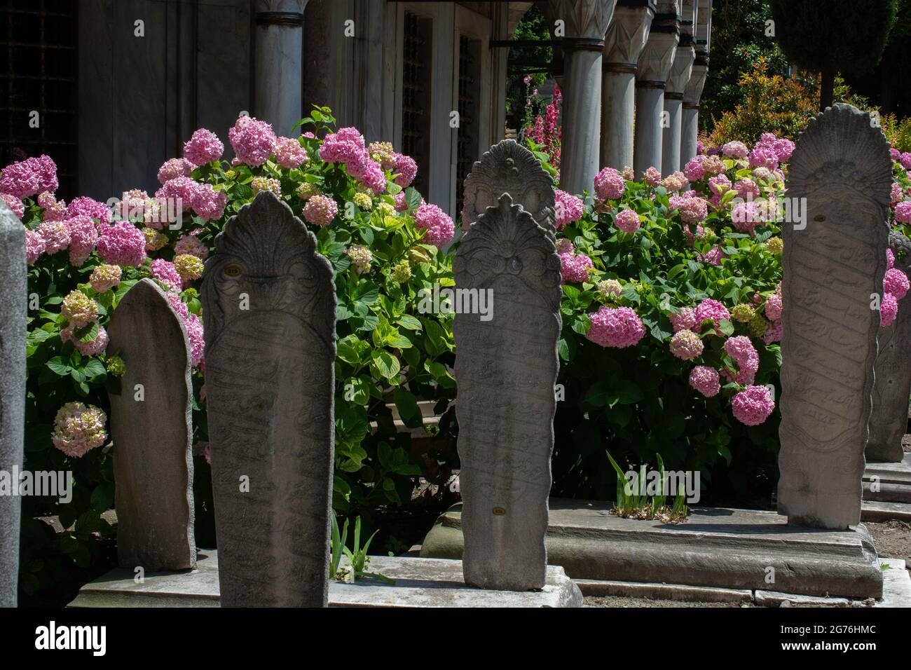 Tall rose bushes hi-res stock photography and images - Alamy