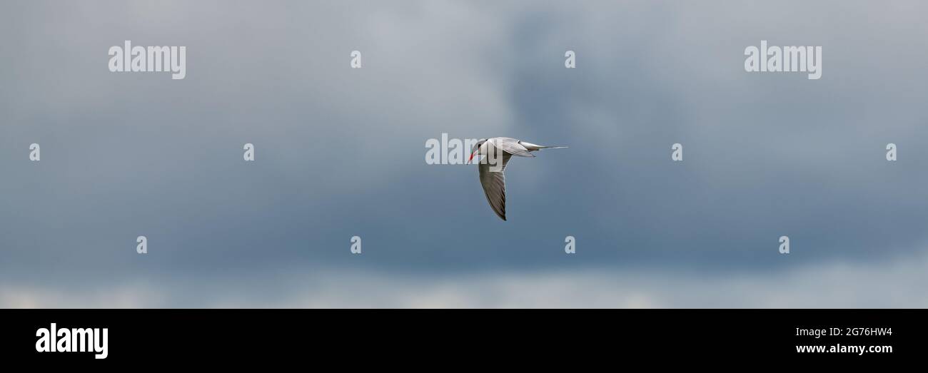 Common stern with red beak flying in Brittany, Sterna hirundo Stock ...