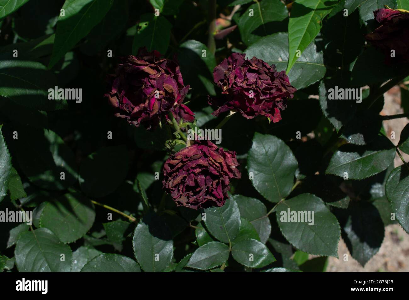 Wilting roses hi-res stock photography and images - Alamy