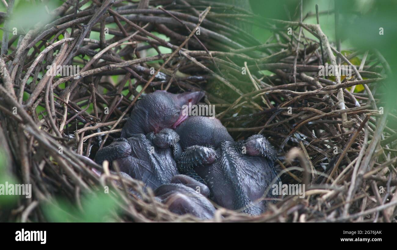 Baby crows hi-res stock photography and images - Alamy