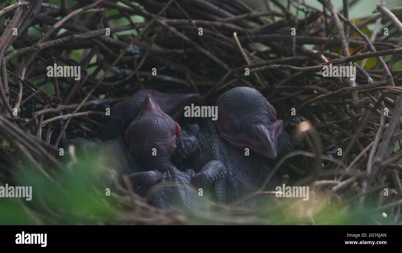 Raven chicks hi-res stock photography and images - Alamy