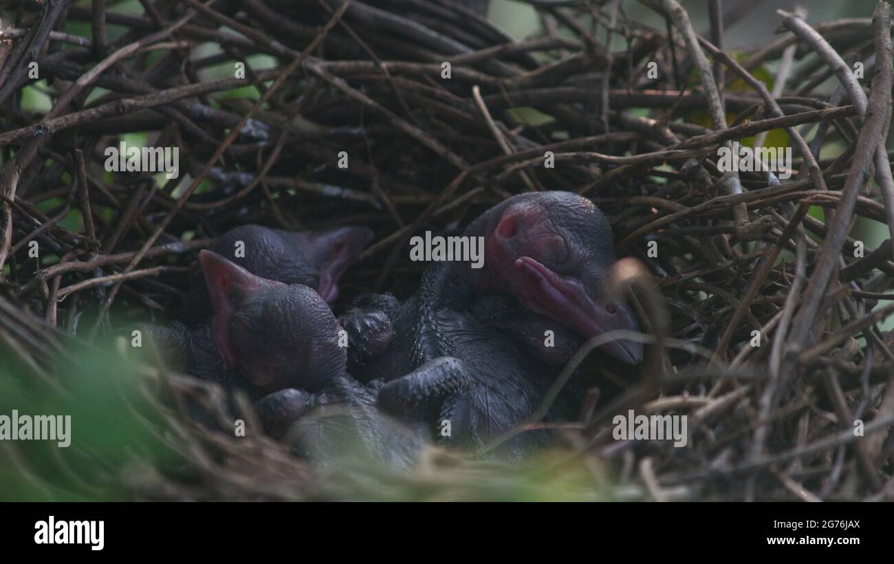Raven chicks in nest hi-res stock photography and images - Alamy