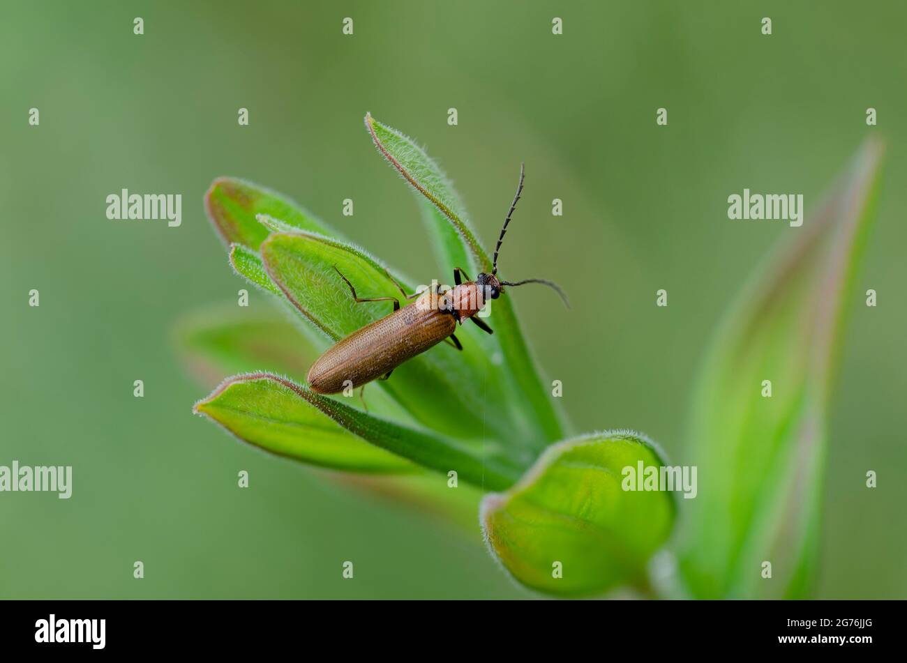 Click beetle jump hi-res stock photography and images - Alamy