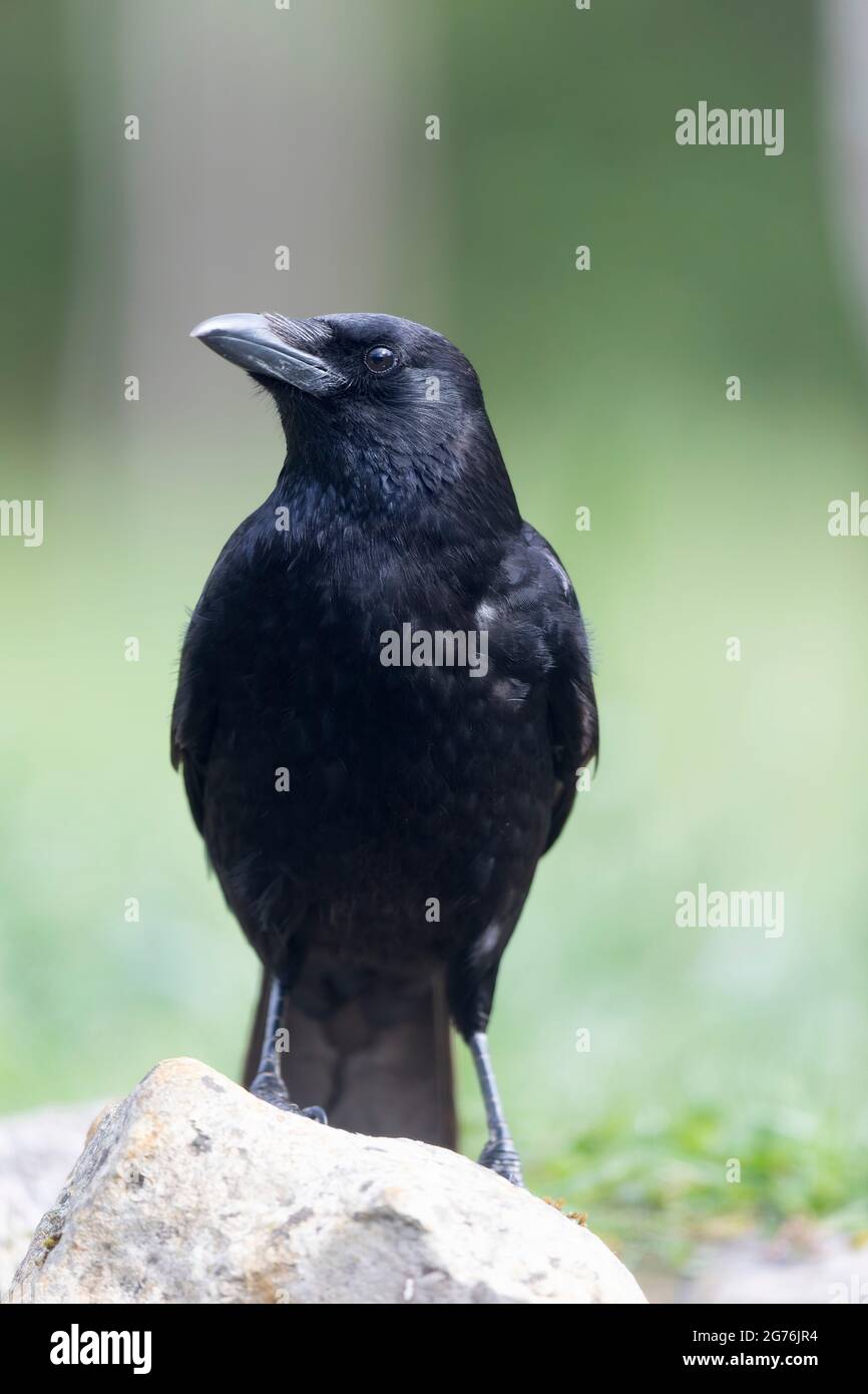 Carrion crow Corvus corone on ground Stock Photo - Alamy