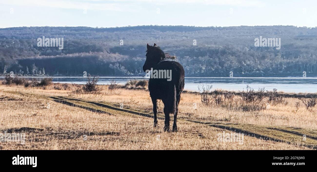 Back view of a majestic black horse resting in the scenic area Stock ...