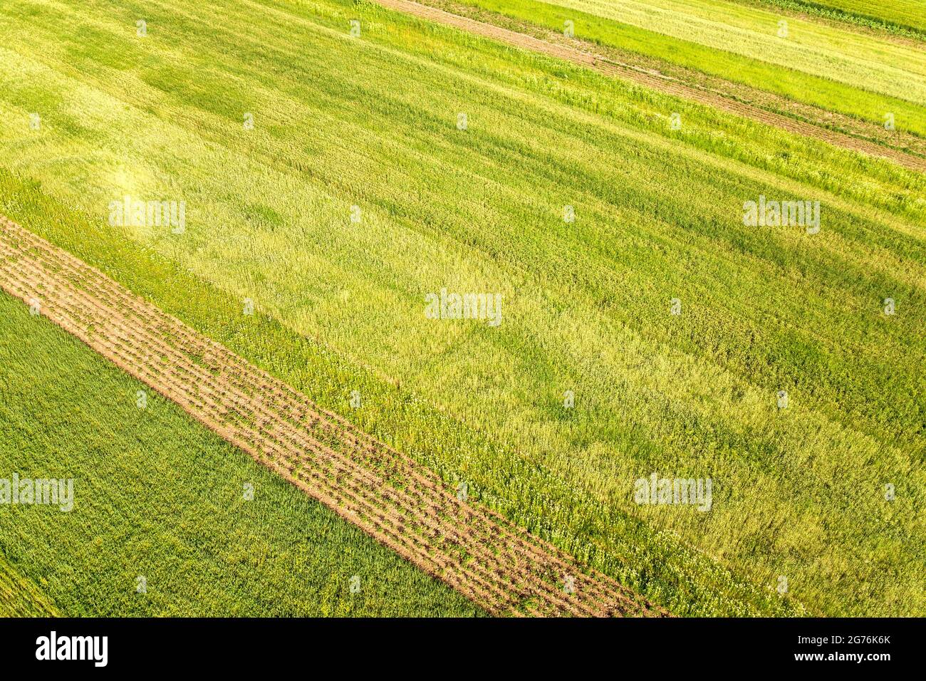 Aerial view of green agricultural fields in spring with fresh ...