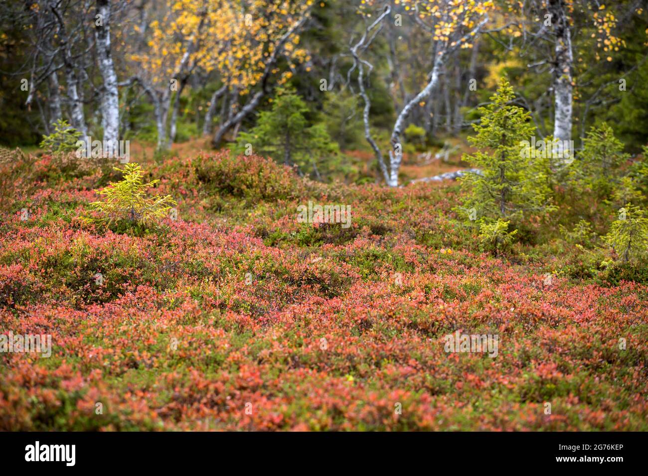 Brightly colored forest floor with different kind of shrubs in Finnish ...