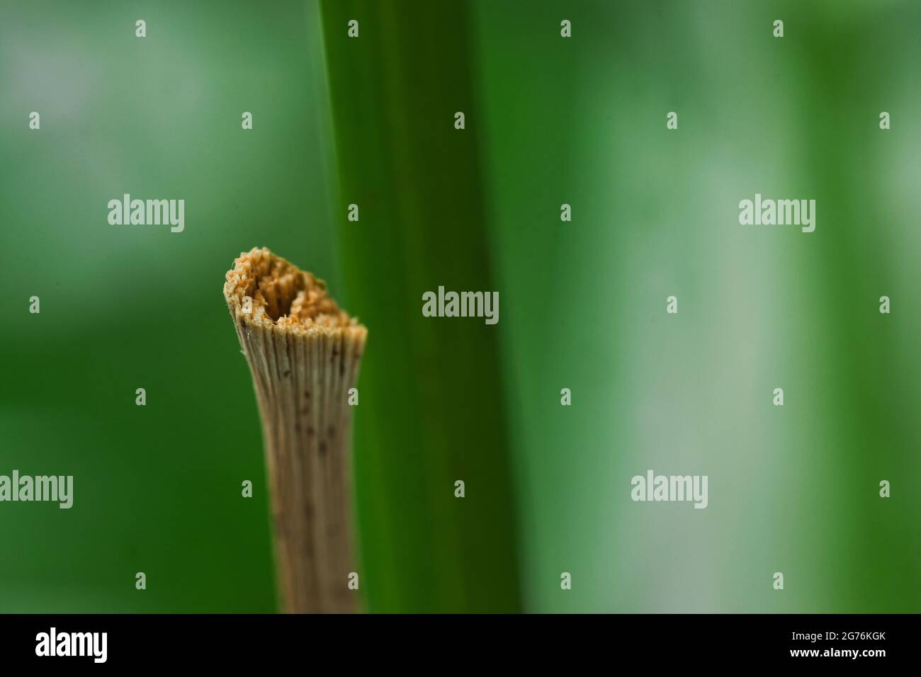 Bent stem hi-res stock photography and images - Alamy