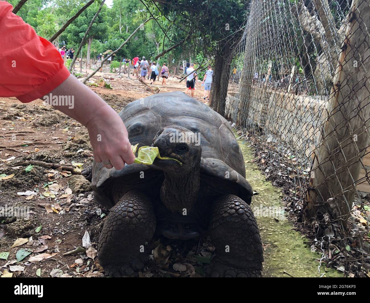 Cute turtle big eyes hi-res stock photography and images - Alamy