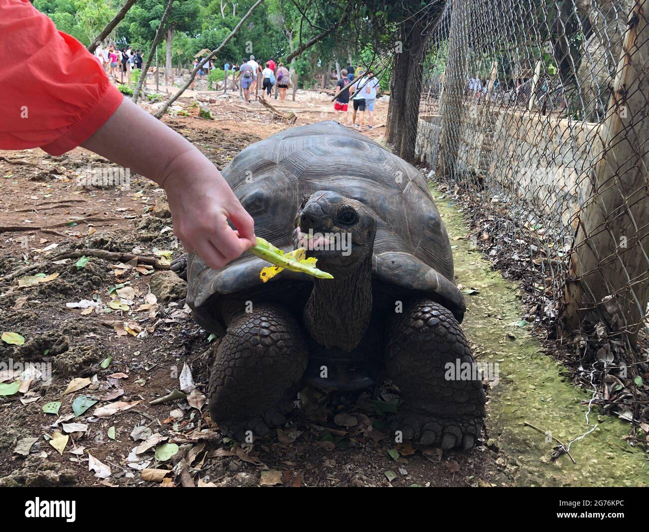 Turtle island zanzibar hi-res stock photography and images - Alamy