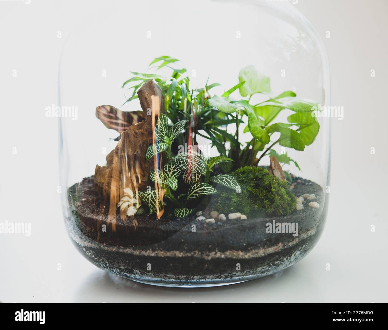 Small decoration plants in a glass bottle, garden terrarium bottle ...