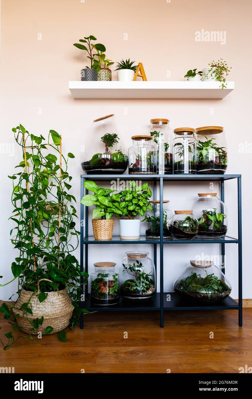 Terrarium with plants glass hi-res stock photography and images - Alamy