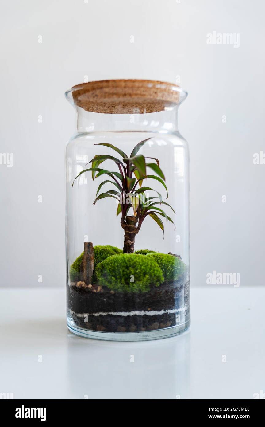 Small decoration plants in a glass bottle, garden terrarium bottle ...