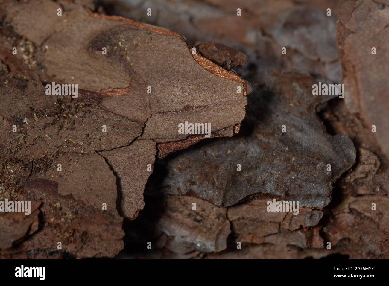 Embossed tree bark texture. Photo of wood texture Stock Photo - Alamy