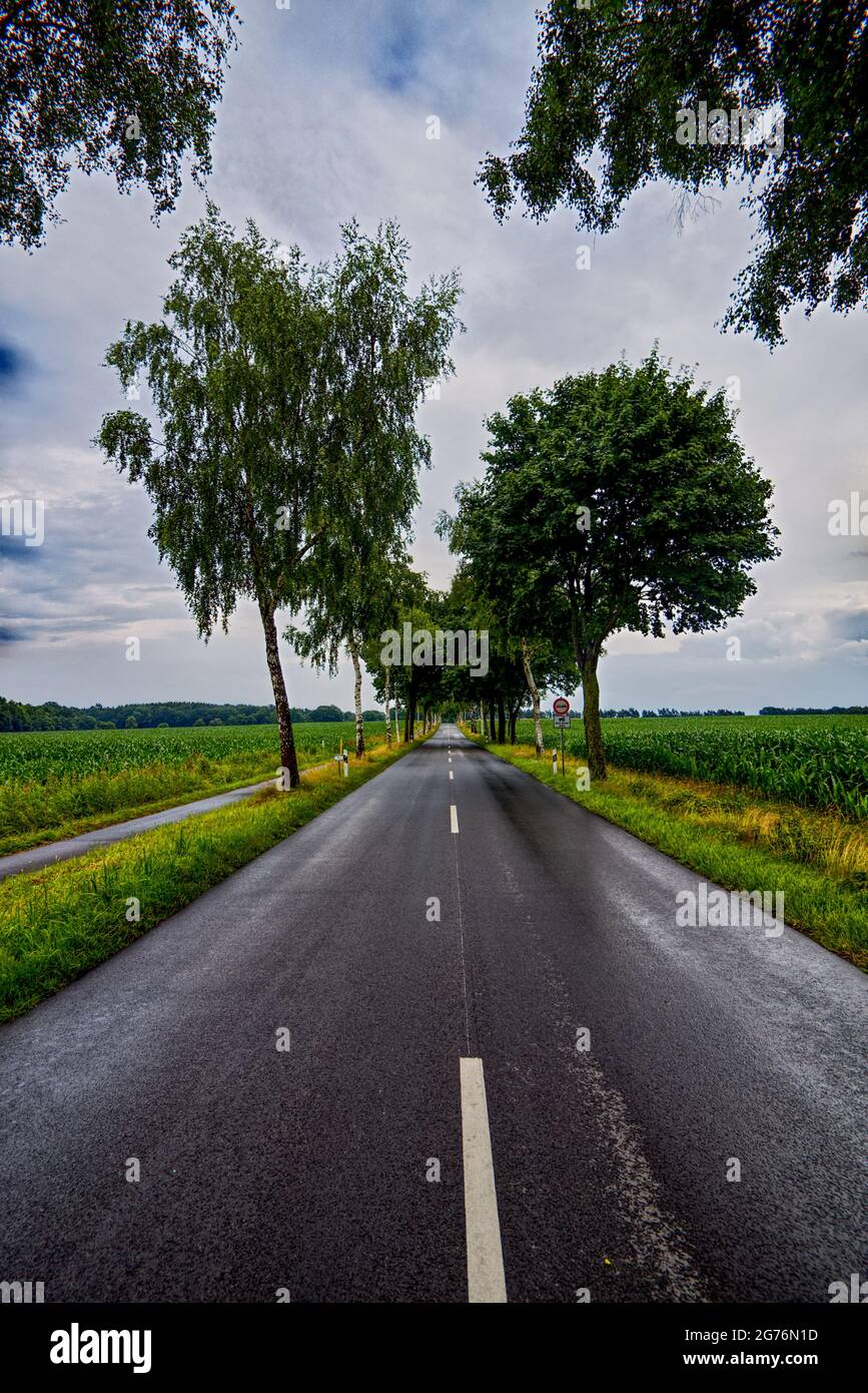 tree lined wet country road thorugh the fields Stock Photo - Alamy