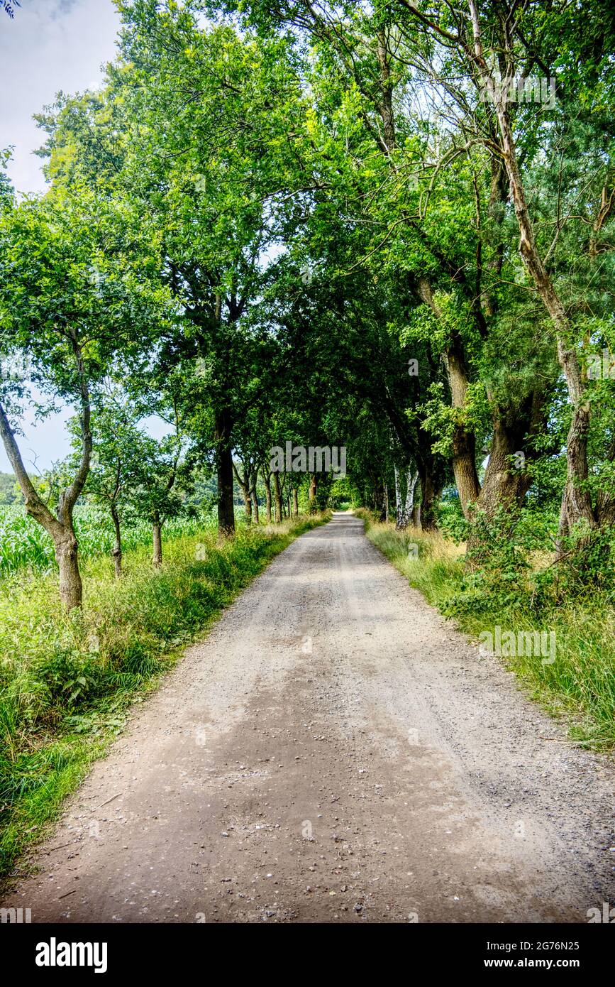 Tree lined dirt road hi-res stock photography and images - Alamy