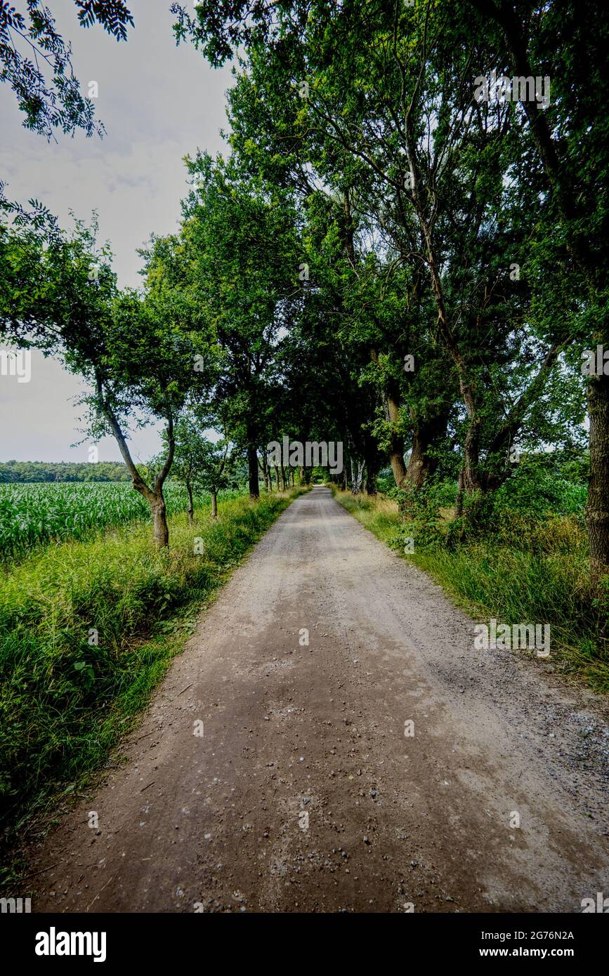 tree lined road through the fields Stock Photo - Alamy