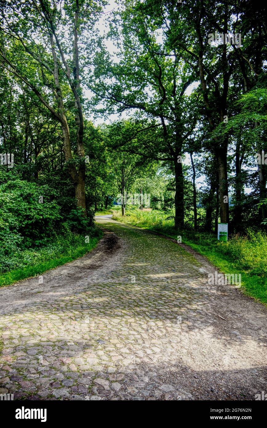 Tree lined dirt road hi-res stock photography and images - Alamy