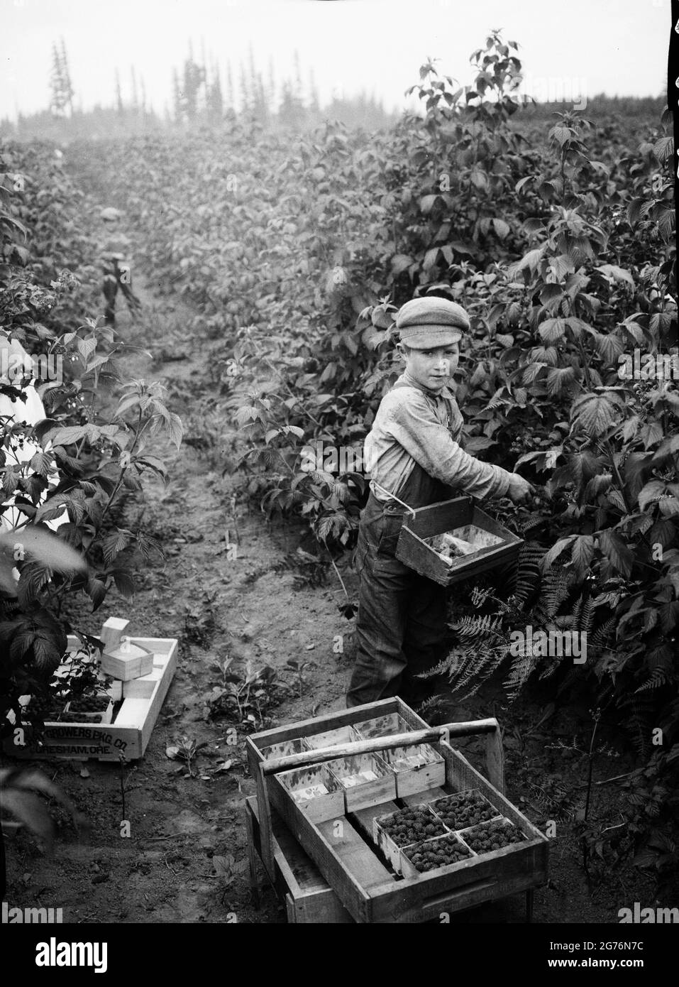 Boy Picking Raspberries, Portland, Oregon, ca 1930 Stock Photo - Alamy