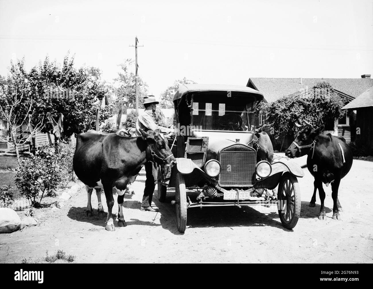 Cows With Model-T Ford, Santa Barbara, California, 1931 Stock Photo - Alamy