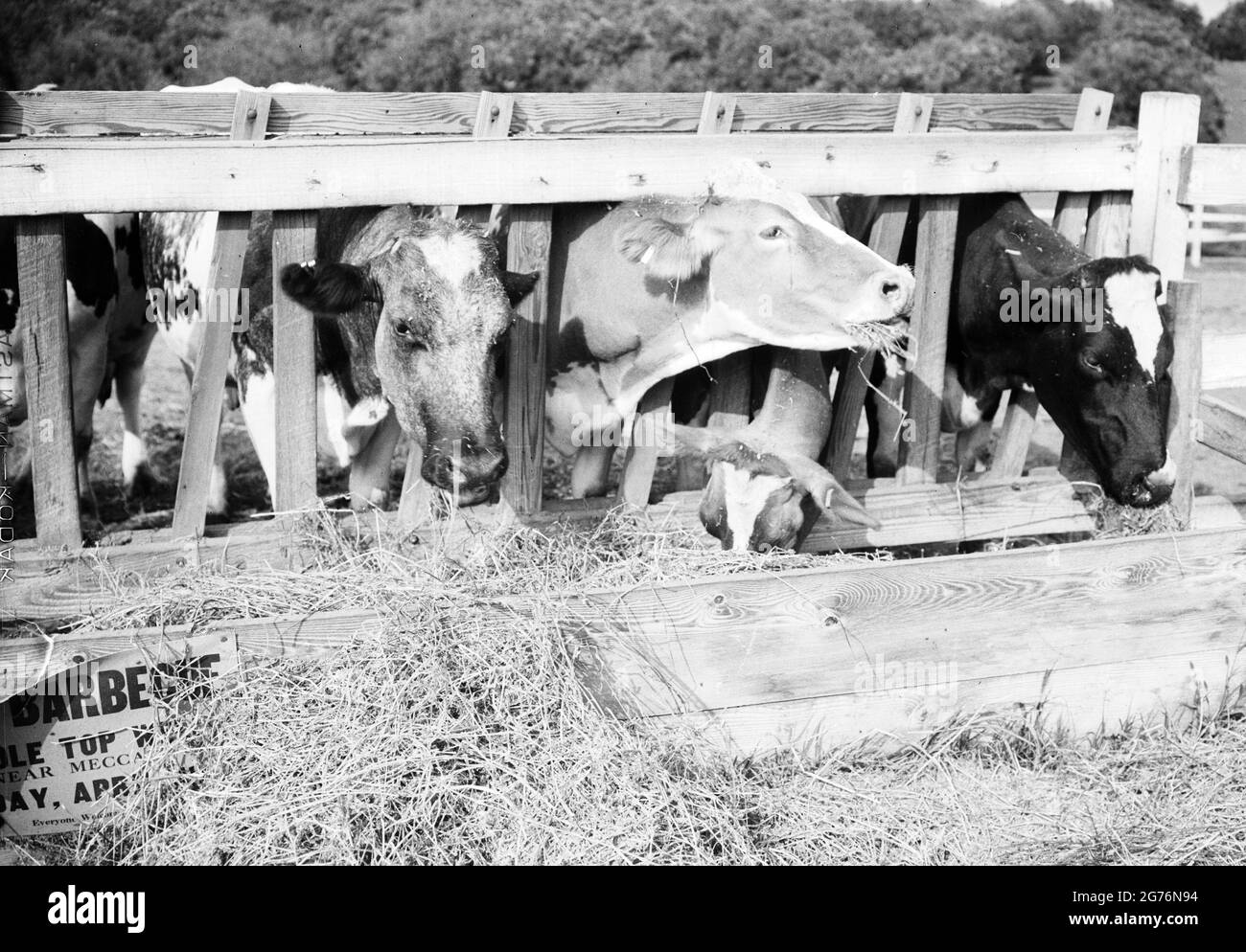 Cows Eating, Redlands, California, ca 1930 Stock Photo - Alamy