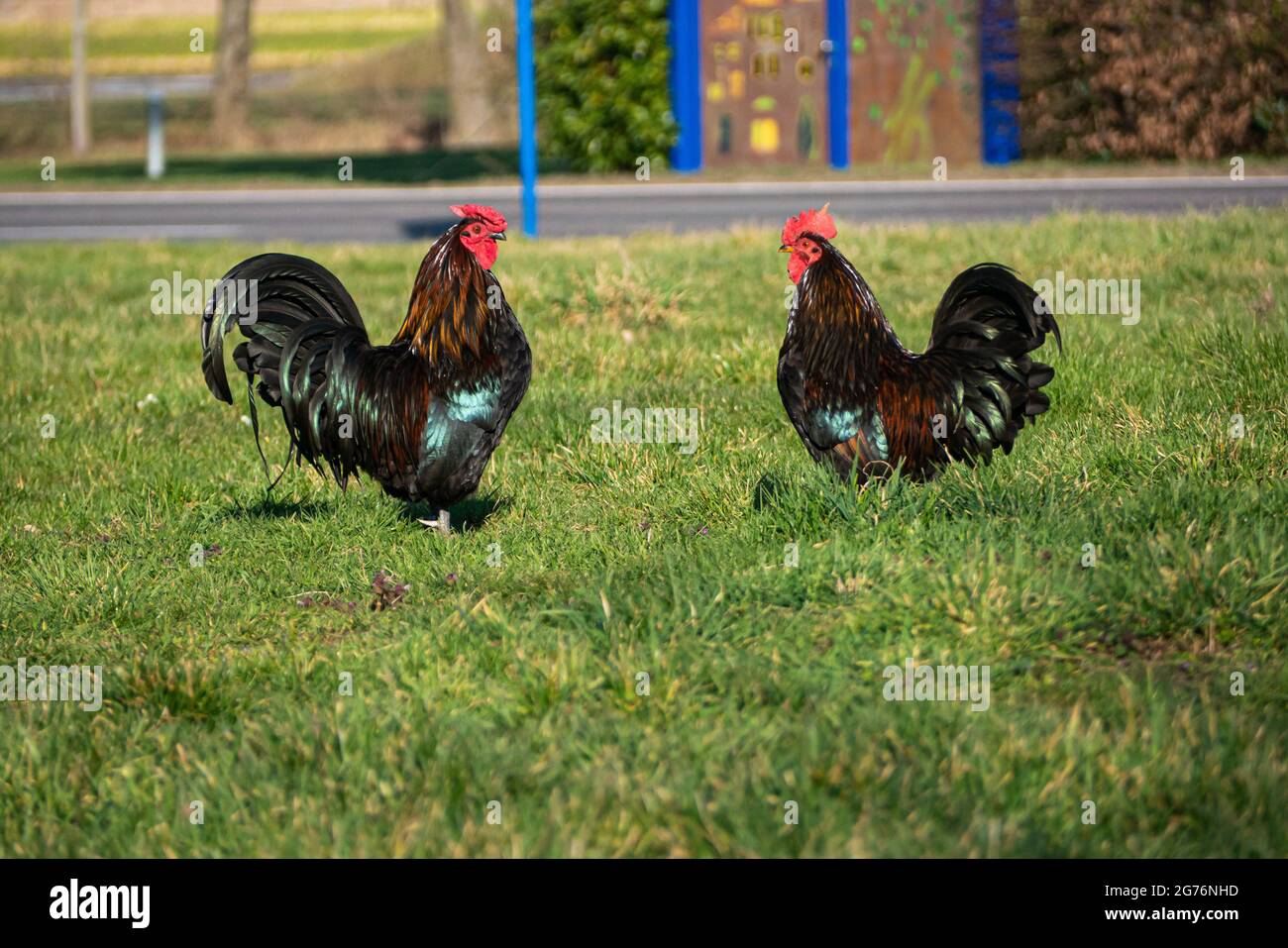 Australorp rooster hi-res stock photography and images - Alamy