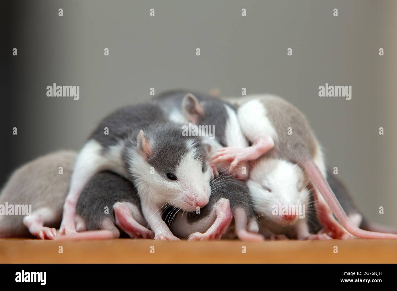 Lab rats cage hi-res stock photography and images - Alamy