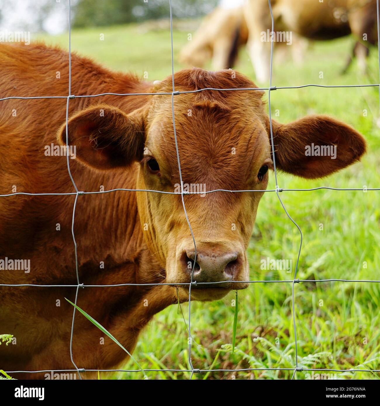Bull behind gate hi-res stock photography and images - Alamy