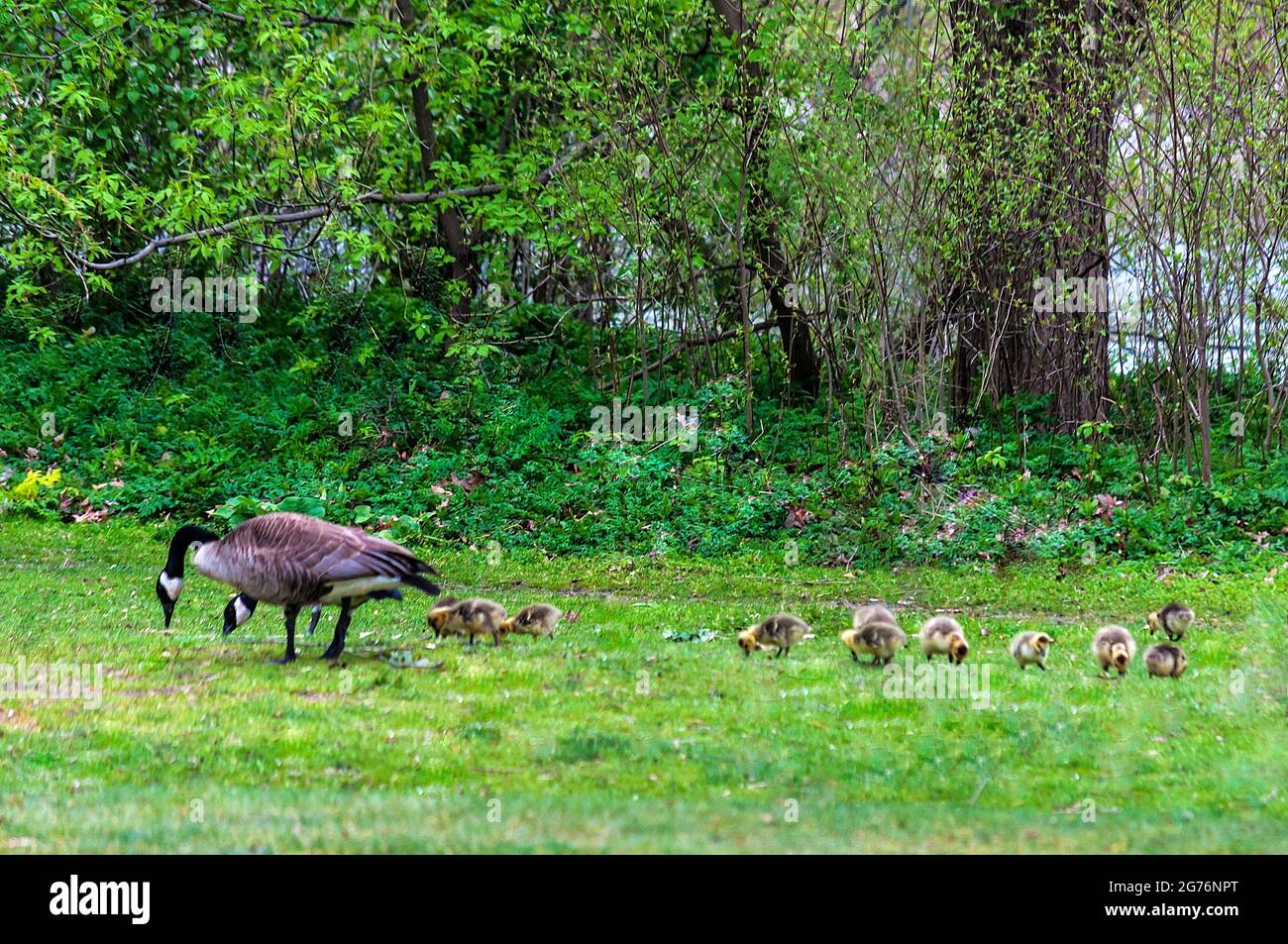 Feeding time for Canada Geese. A gaggle of very young goslings with two ...
