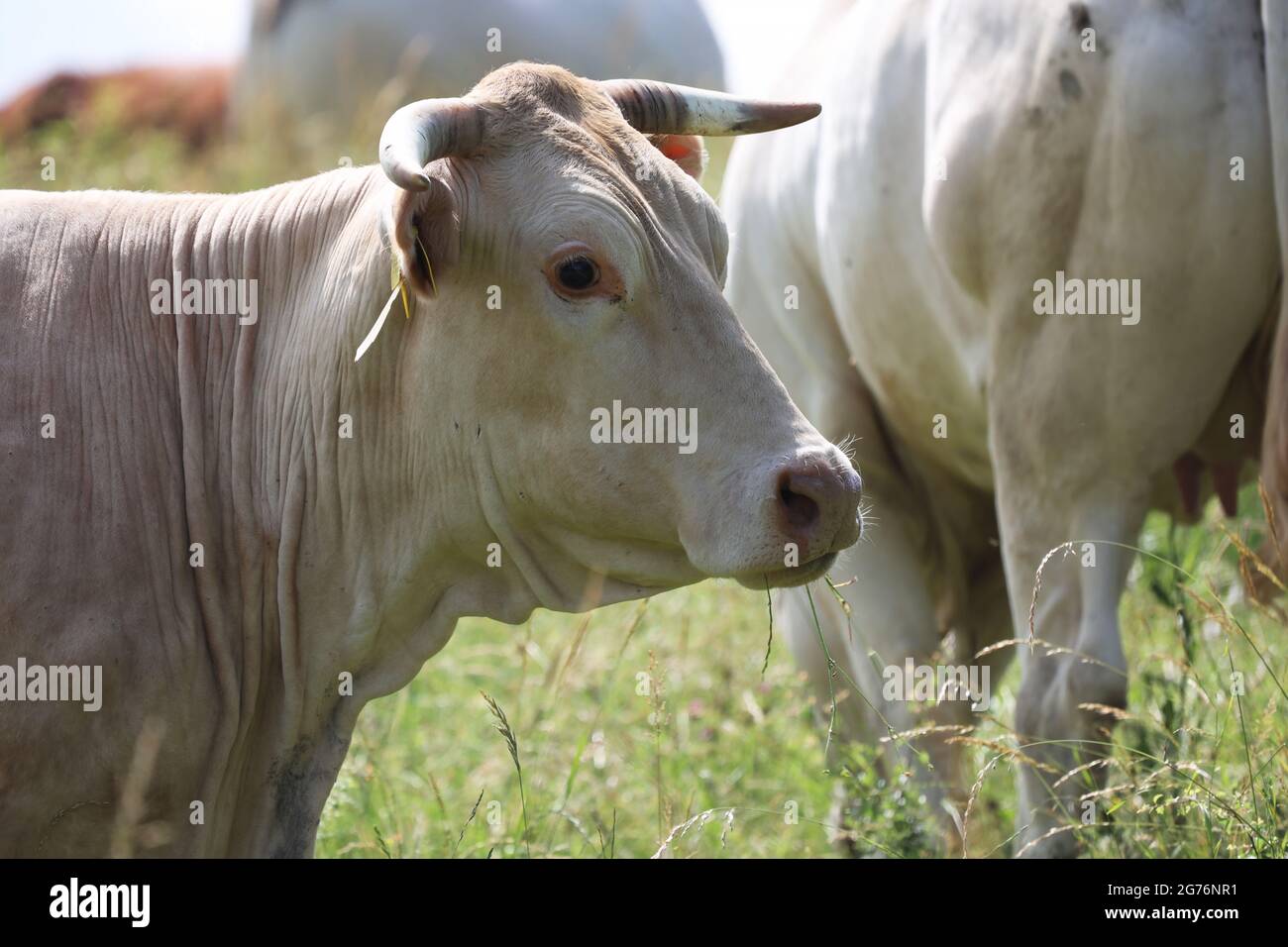 Two white cows hi-res stock photography and images - Alamy