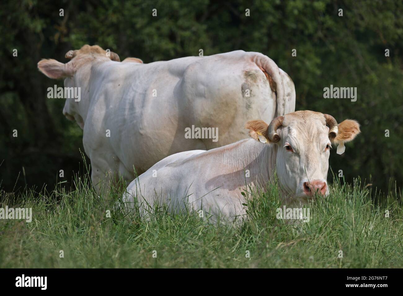 Two white cows hi-res stock photography and images - Alamy