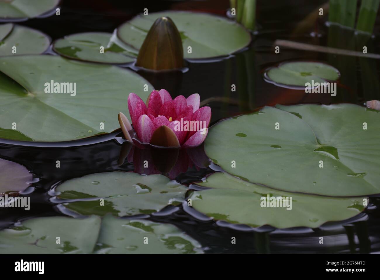A beautiful water lily flower on the lake Stock Photo - Alamy