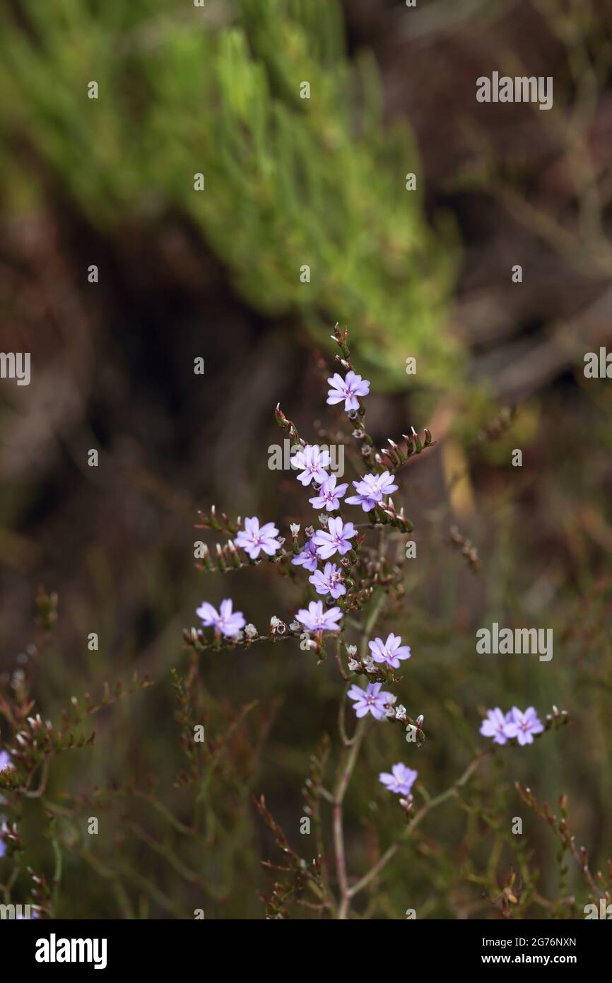 Branching perennial herb hi-res stock photography and images - Alamy