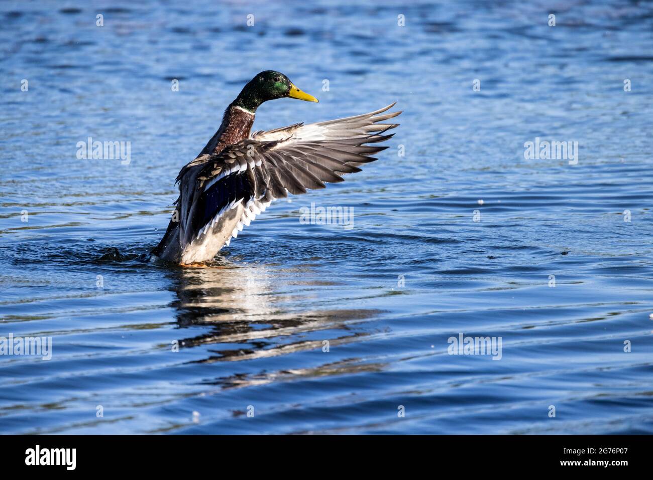 Male mallard duck flaps his wings during a bath in the lake Stock Photo ...