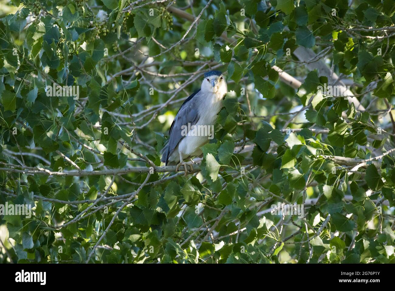 Black crowned night heron perches hi-res stock photography and images ...