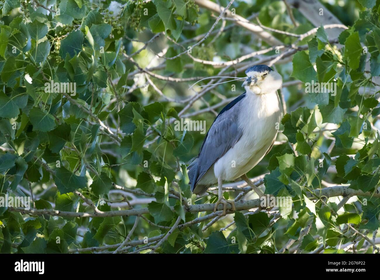 Grumpy night heron glares into the sun with his head feathers blowing in the wind Stock Photo ...