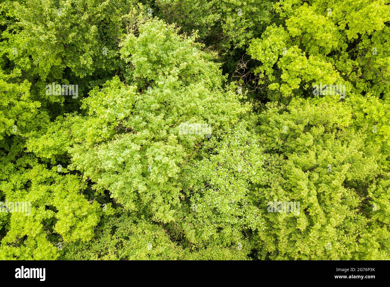 Top down aerial view of green summer forest with canopies of many fresh ...
