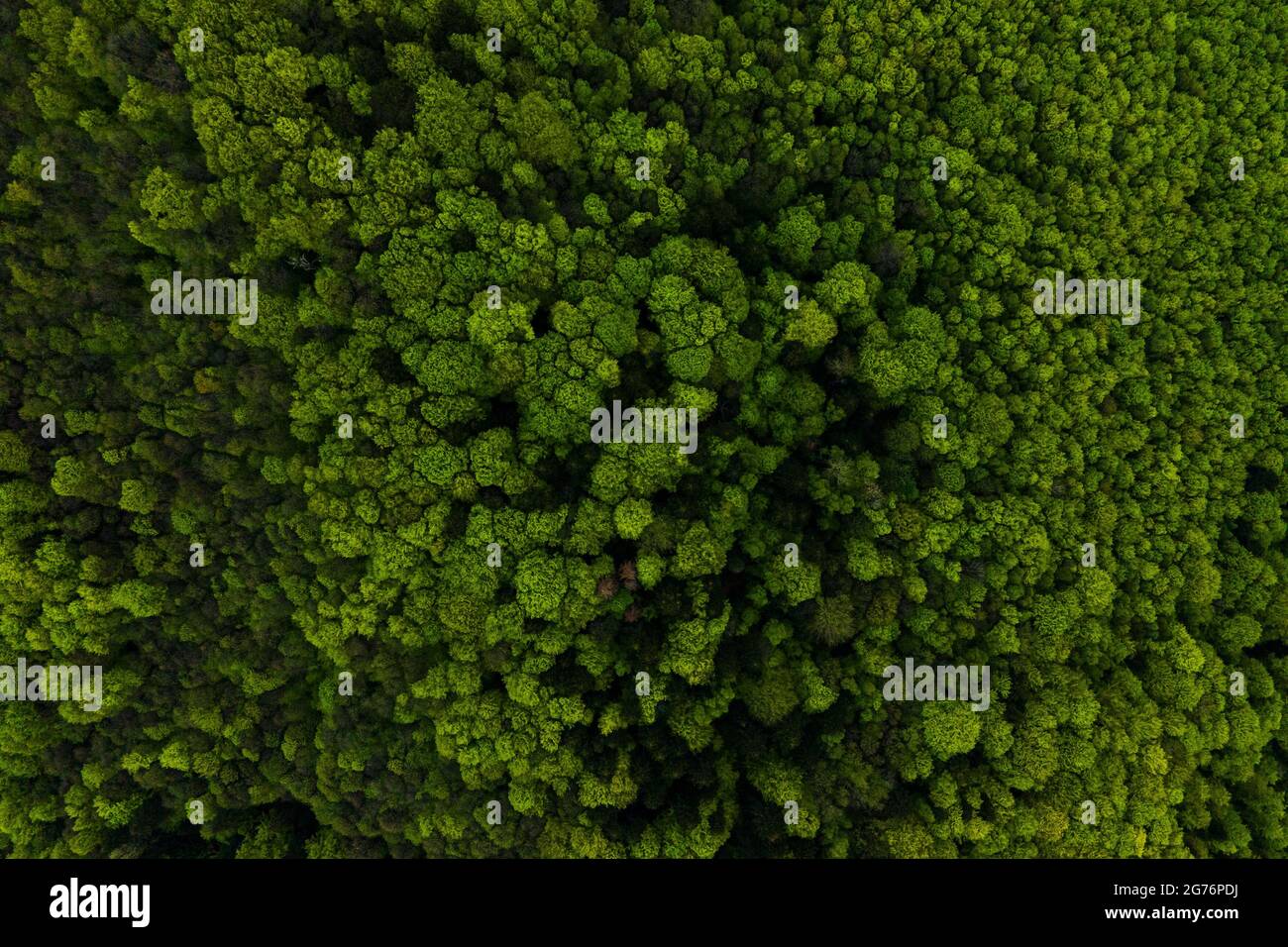 Aerial view of dark mixed pine and lush forest with green trees ...