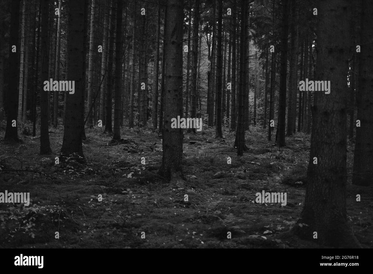 Dark forest atmosphere Black and White Stock Photos & Images - Alamy