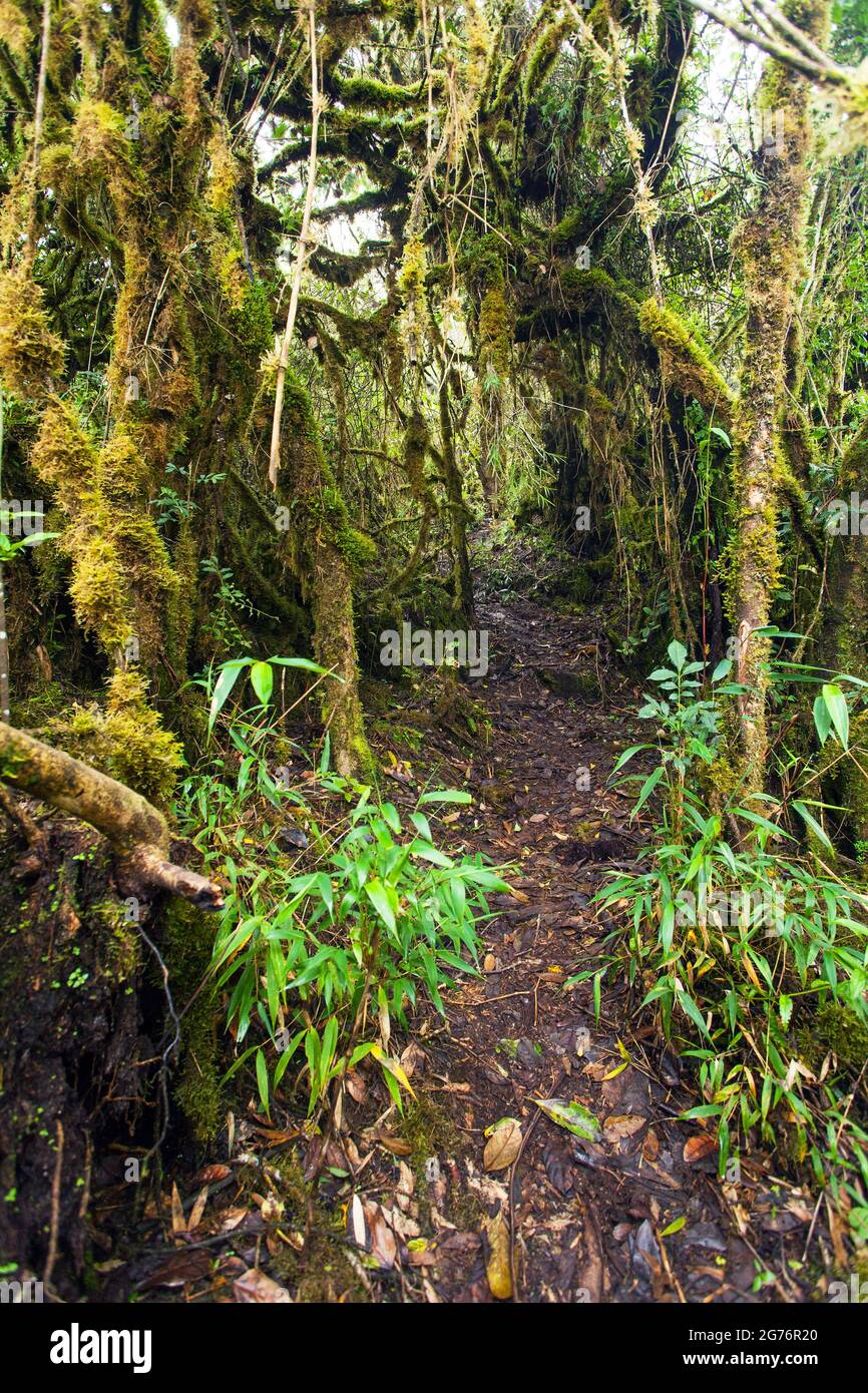 Machu Picchu, pathway to peruvian incan town, unesco world heritage ...