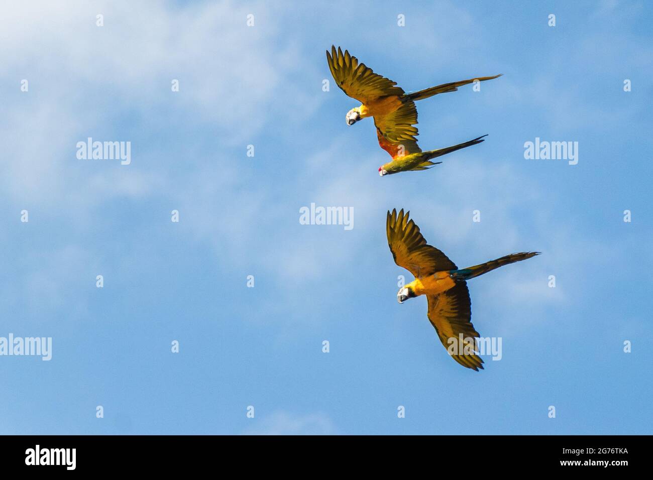 Flock of parrots fly hi-res stock photography and images - Alamy